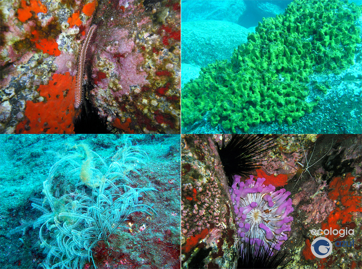 Fauna de Madeira – ECOLOXÍA AZUL